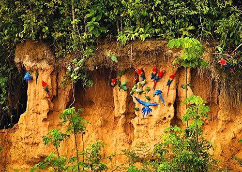 The 10 Best Amazon Rainforest Tours Tours & Vacation Packages For 2024/ ...