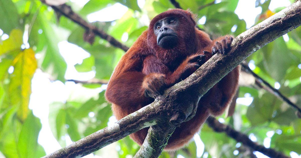 30 Amazon Rainforest Animals to Spot in the Wild