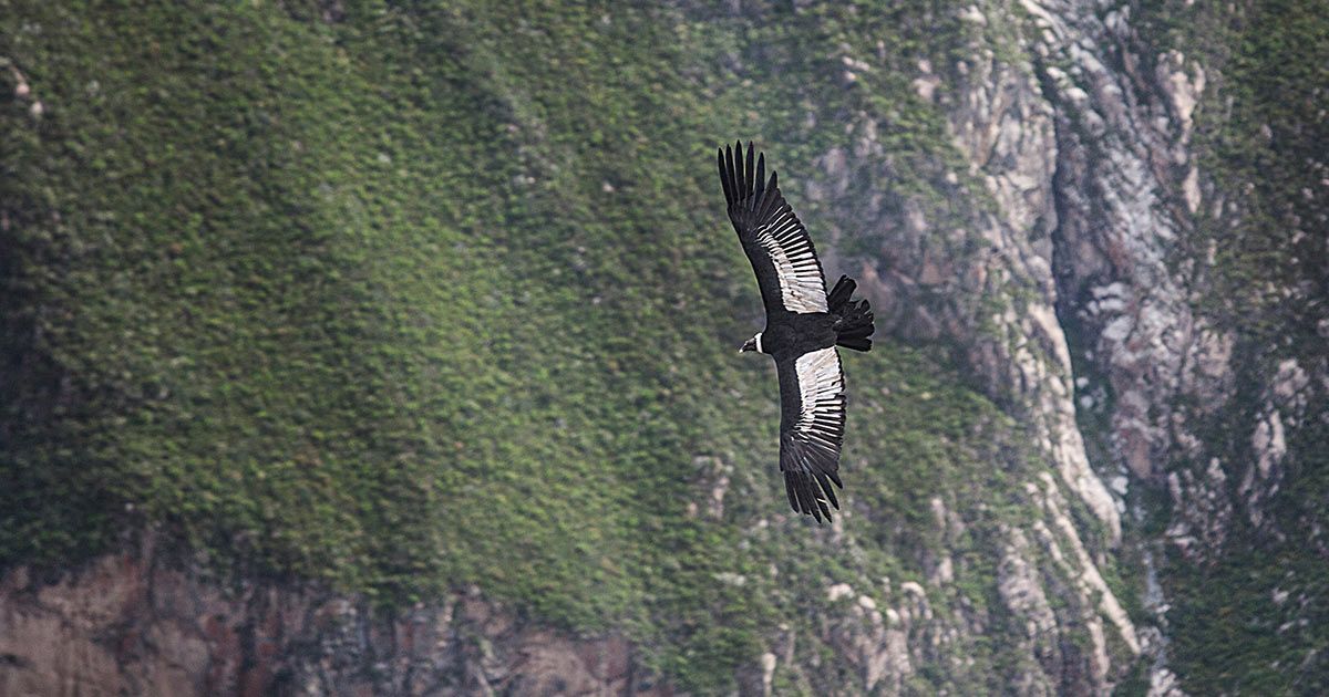 Where to See Condors in Peru