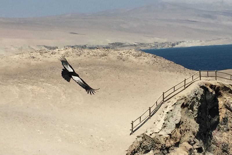 Where to See Condors in Peru - Peru For Less