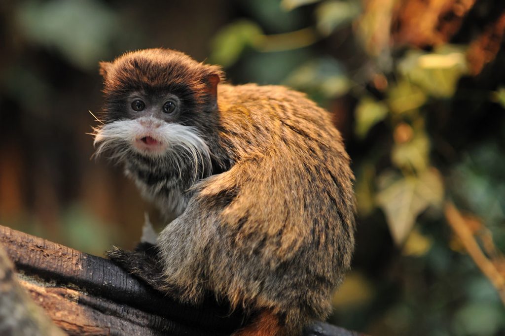 30 Amazon Rainforest Animals to Spot in the Wild - Peru For Less