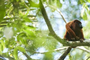 30 Amazon Rainforest Animals to Spot in the Wild - Peru For Less