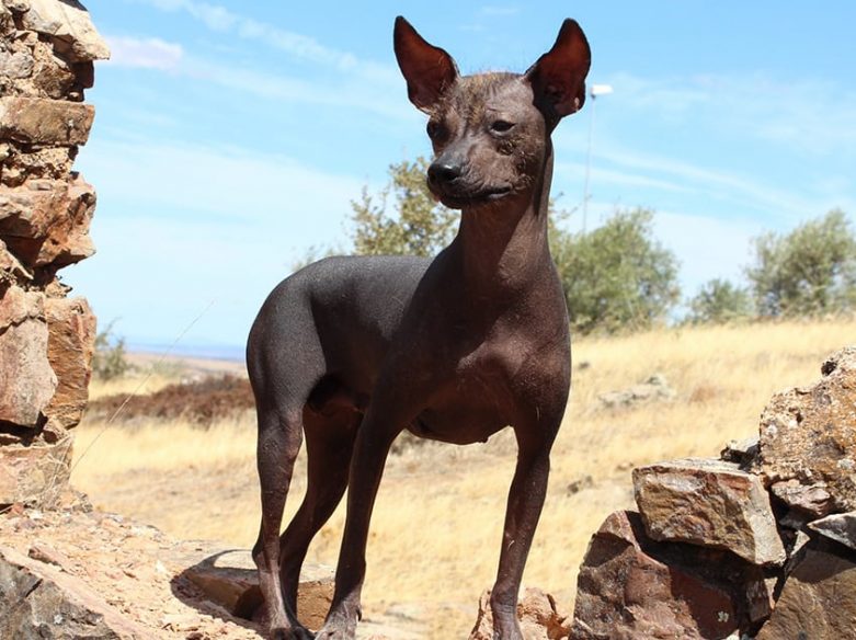 Traveling to Peru With Pets: What You Need to Know - Peru For Less