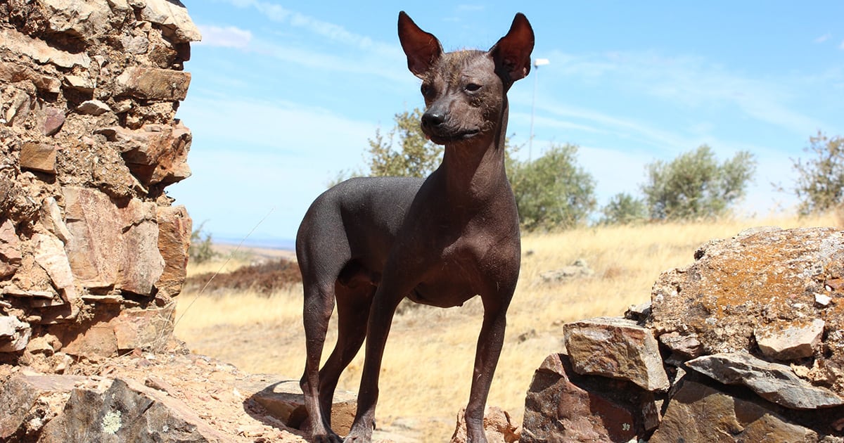 Peruvian Hairless Dog: Meet the Peruvian Inca Orchid - Peru For Less