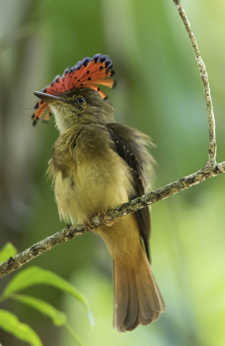 30 Amazon Rainforest Animals to Spot in the Wild - Peru For Less