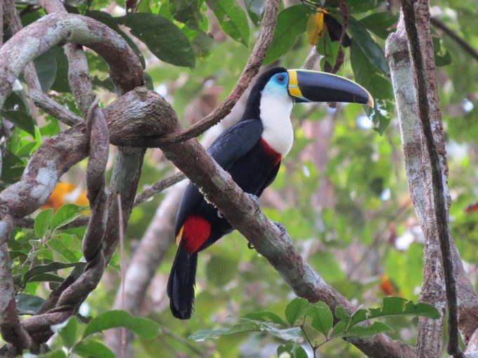 30 Amazon Rainforest Animals to Spot in the Wild - Peru For Less