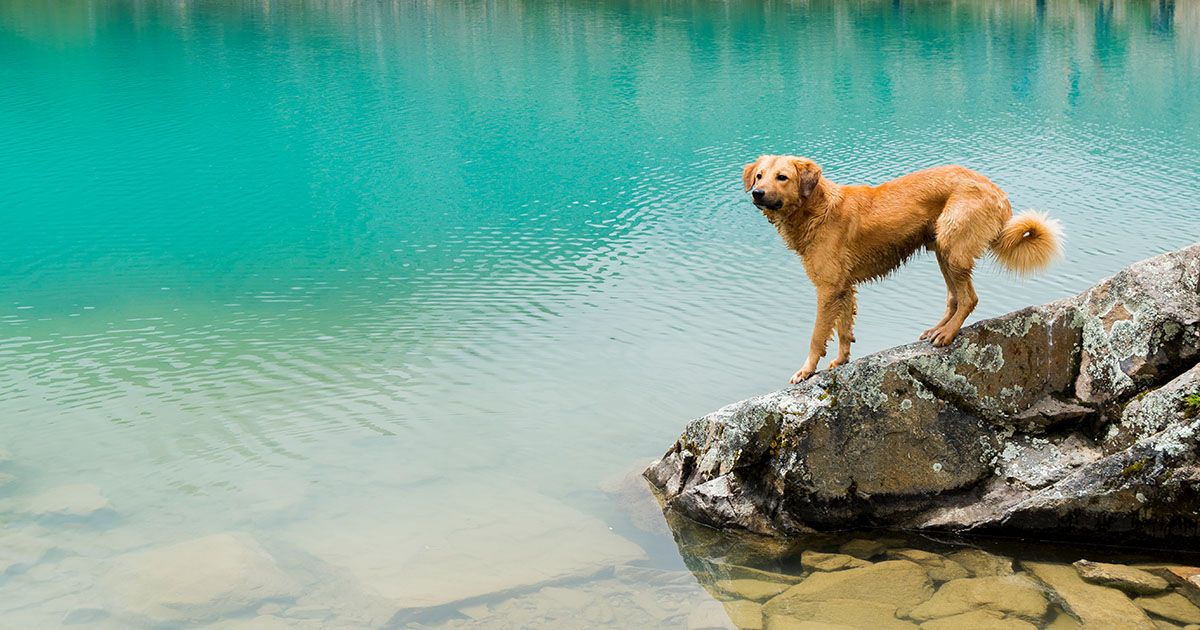 Traveling to Peru With Pets: What You Need to Know
