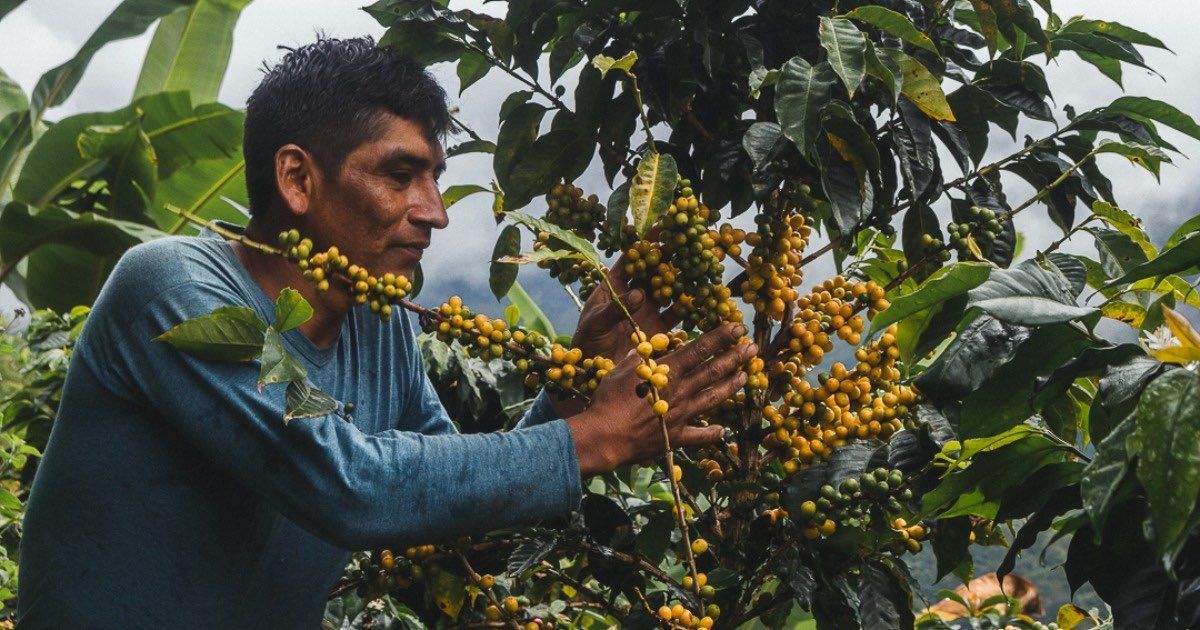 Peruvian Coffee: Why it's the Best in the World