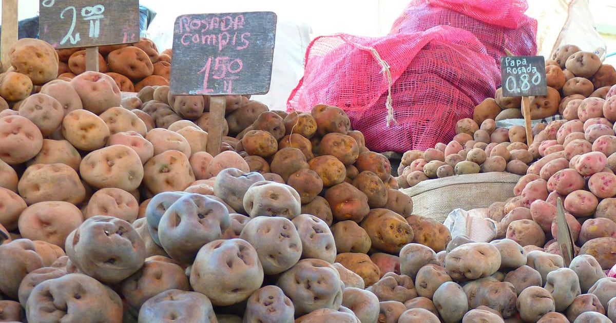 Peruvian Potatoes: Peru's Most Famous Native Crop